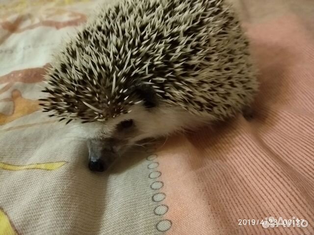 Продам африканского ёжика (девочка) + клетка