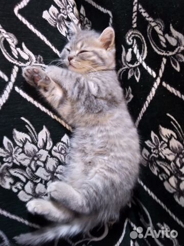 Британский прямоухий котёнок