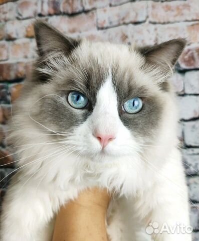 Вязка кот рэгдолл