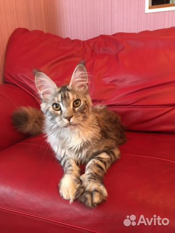 Котенок мейн кун