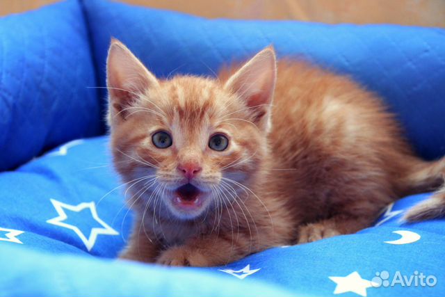 Мальчик-рыжуля, 1,5 мес