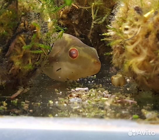 Отдам тетрадонов