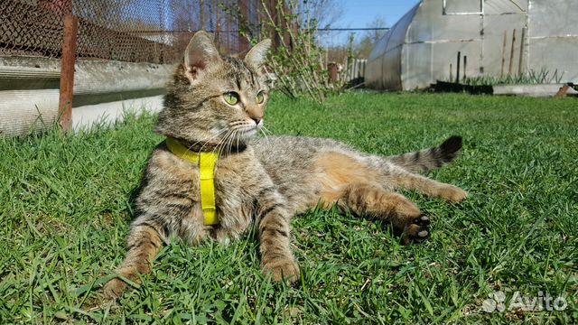 Ласковая Рыся в дар