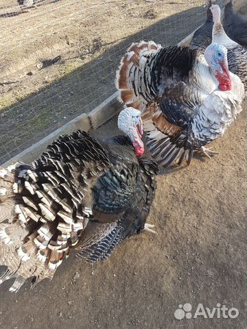 Утята, гусята цесарята. Утиное яйцо на инкубацию