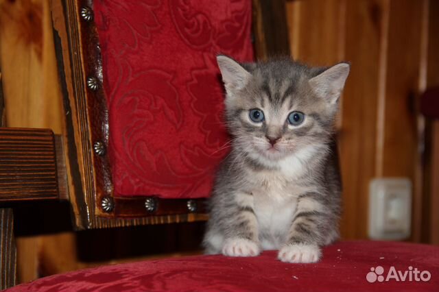 Пушистые горошинки в добрые ручки