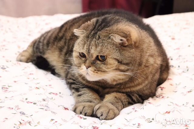 Шотладский вислоухий кот в добрые руки