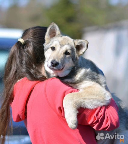 Щенки, метисы маламута или лайки ждут ответственны
