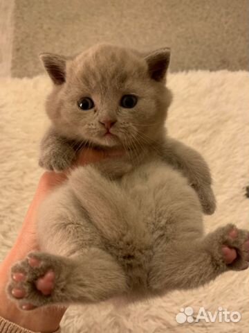 Британский котёнок. Котенок британец
