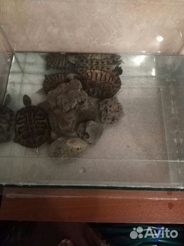 Красноухие черепахи