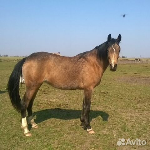 Уэльская пони и мерин от владимирского тяжеловоза