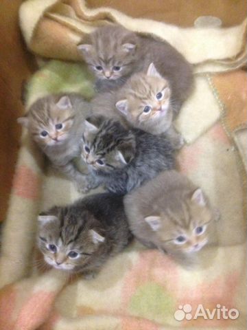 Котёнок шотландский вислоухий