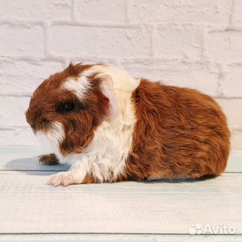 Морские свинки, девочка породы Мерино