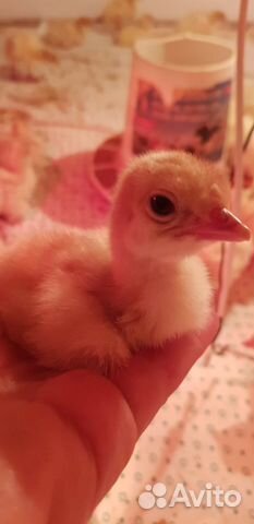 Индюшата Биг 6 (4 сутки, вывод- 05.06.18)