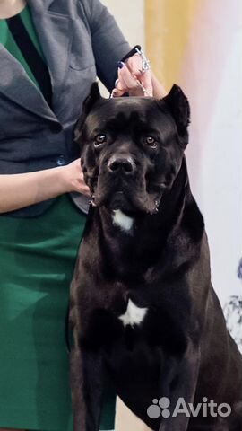 Опытный кобель приглашает на вязку