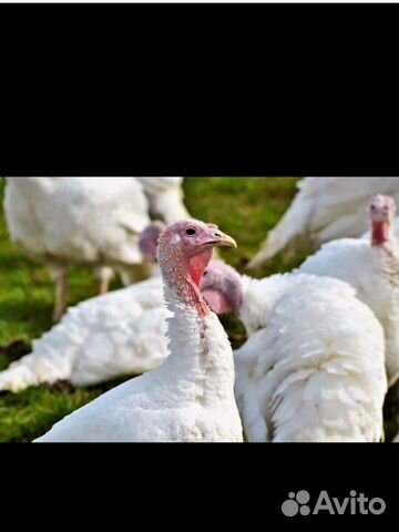 Яйцо инкубационное белой Широко грудной Индюшки