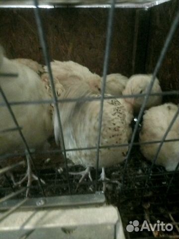 Перепела несушки