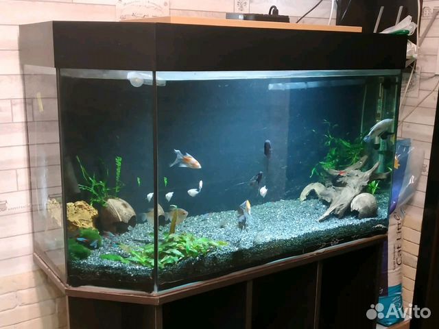 Аквариум и рыбки
