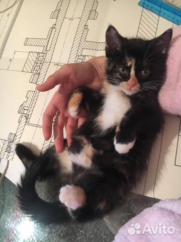 Котенок Маргоша в добрые руки