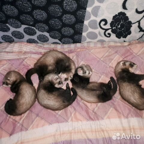 Хорек