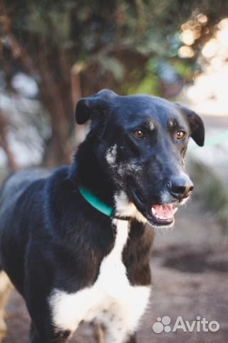 Статная красавица Любава ищет дом