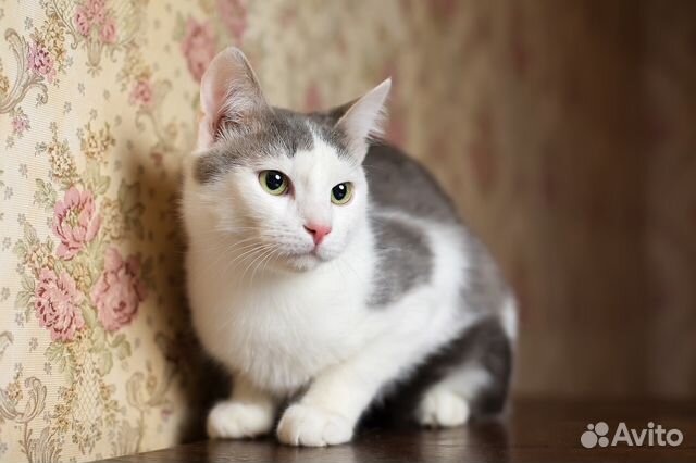 Которебёнок