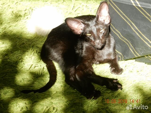 Ориентальная девочка