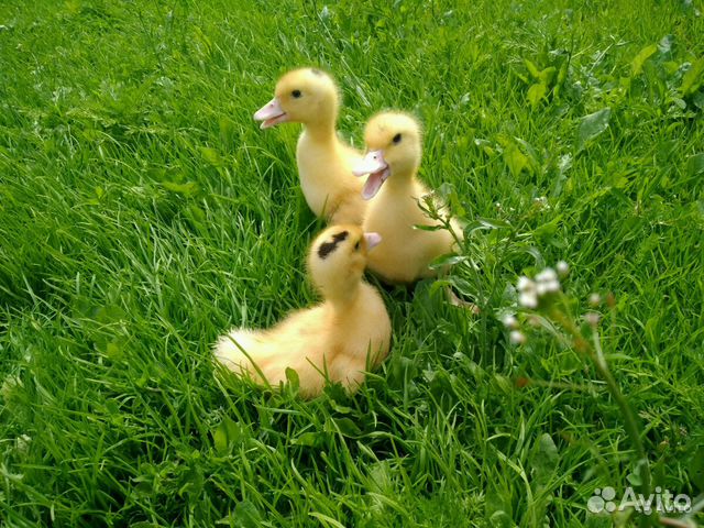 Муларды утята гусята