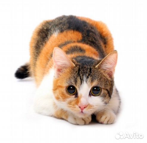 Трехцветные кошки в дом счастье приносят