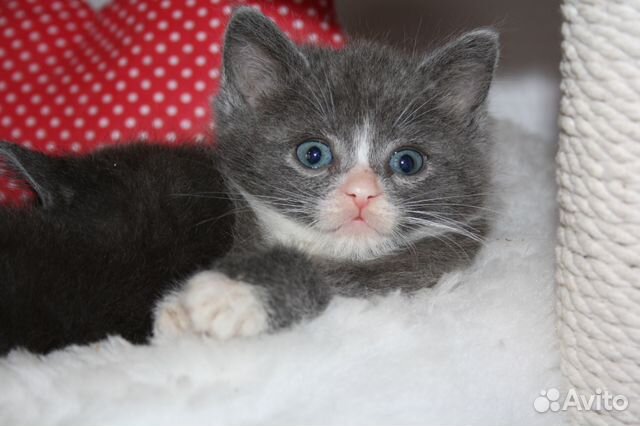 Марк - плюшевый мальчик