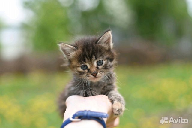 Мышеловка, крысоловка, Котята коты