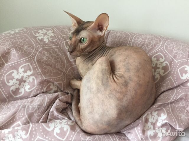 Кошка Петерболд