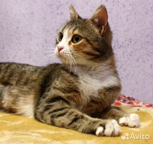 Кошечка Нева ищет дом