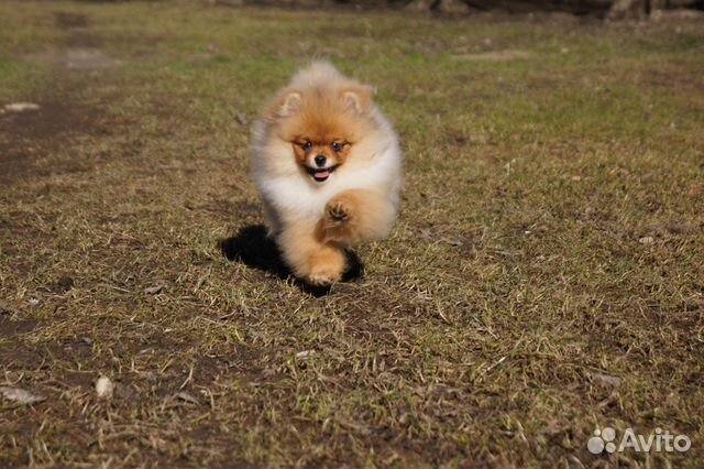 Щенок померанец