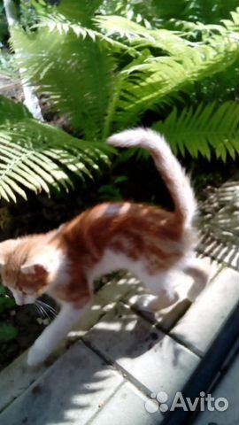 Котенок Рыжик гладкошерстный мраморный мальчик 3 м