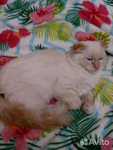 Котенок родился 30 декабря. Кот, полудлинношерстны