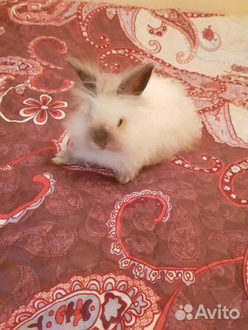 Кролик+клетка+переноска