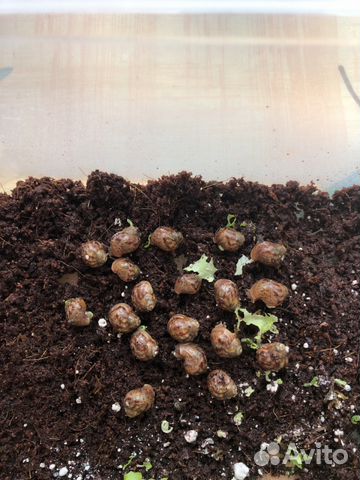 Улитки ахатины Achatina immaculata