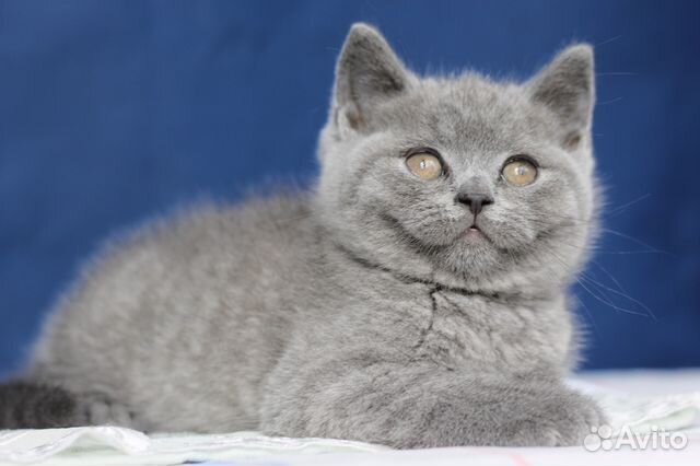 Плюшевый малыш породы британская короткошерстная