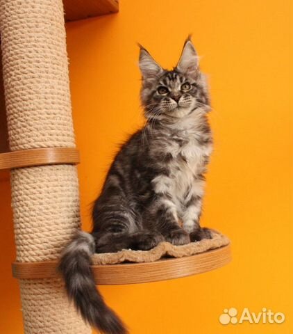 Котик Имейджик черный серебряный мрамор