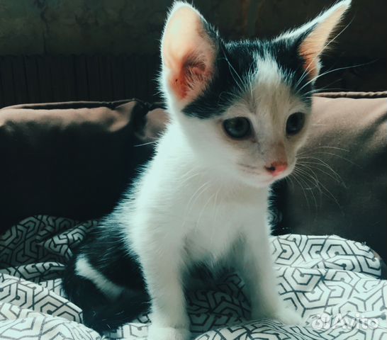 Котята (мальчики, 2 мес., привиты) ищут дом