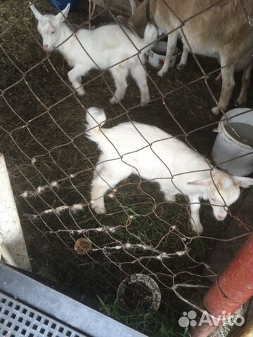 Продаются козлята