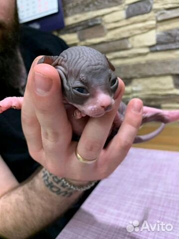 Канадский сфинкс