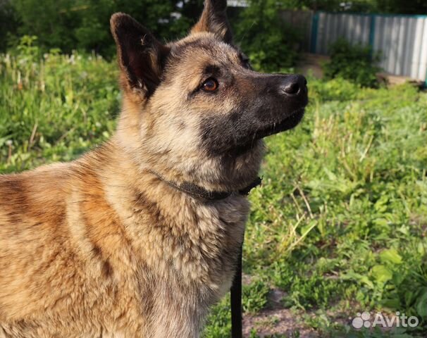 Фенотип овчарки, собака, сука, девочка