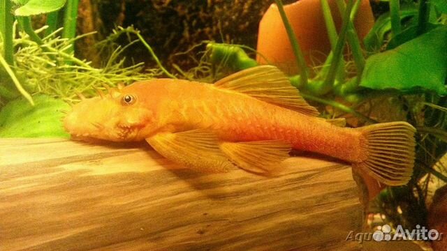 Поменяю на растения (папоротники) сомиков и гирика