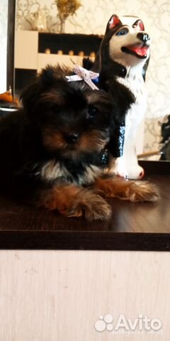 Продам красивого щенка (девочку)