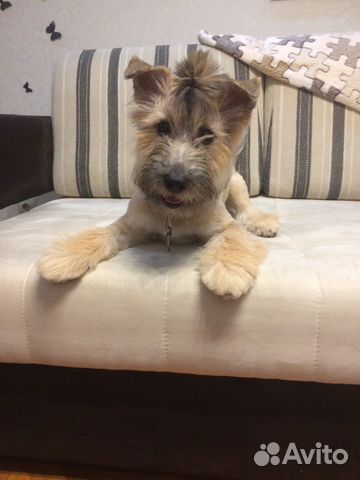 Джеки в поисках дома