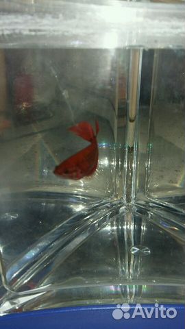 Рыбка самочка петушок