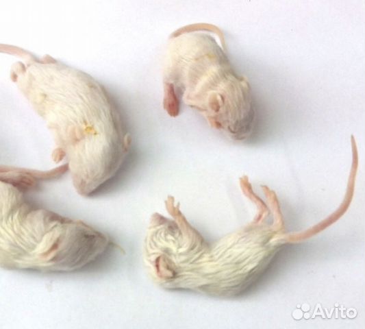 Замороженные мышки взрослые (пантерик) 3 шт