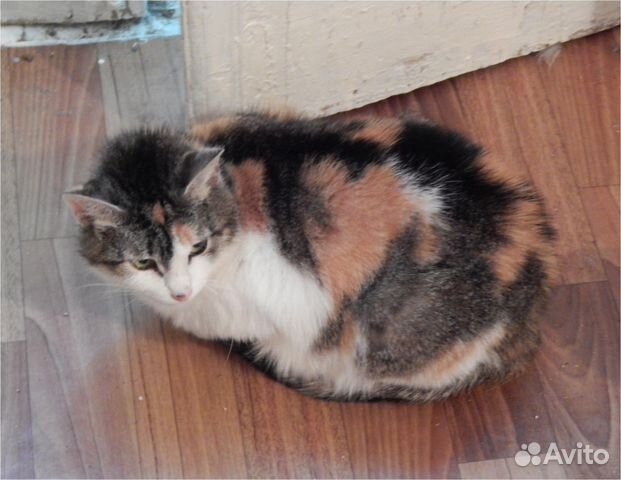 Пушистое счастье в добрые руки