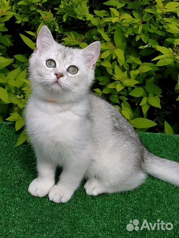 Британский котенок